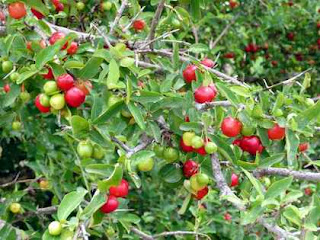 Hiking Curaçao - Flora and Fauna: Shimaruku tree
