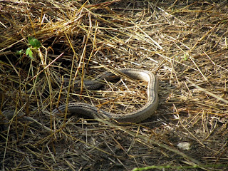 Hiking Curaçao - Flora and Fauna: Curaçaosche slang - Curaçao snake ...