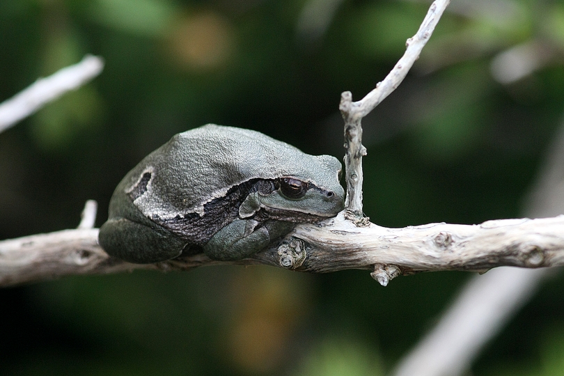 Rainette verte. | Musardage du côté de Trégunc