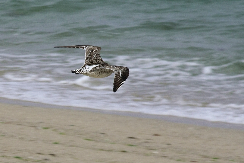 Une barge rousse sur la plage de Penloc'h | Musardage du côté de Trégunc
