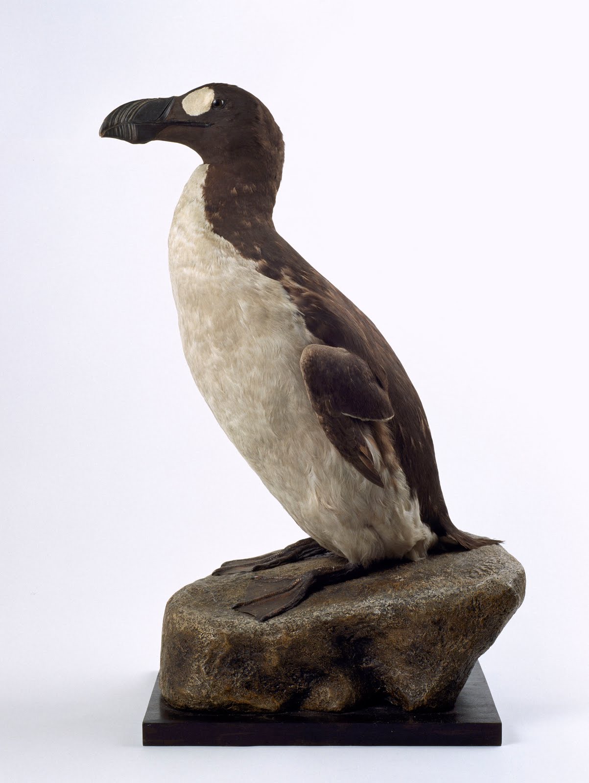 jendocino: Great Auk? Or Greatest Auk?