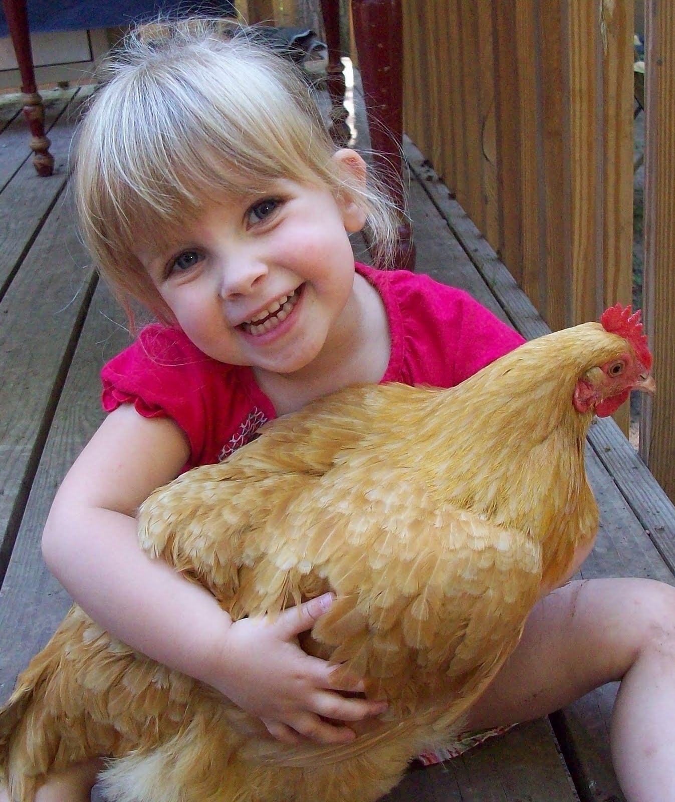 Homestead Roots: Addie loves the chickens and the chickens, suprisingly ...