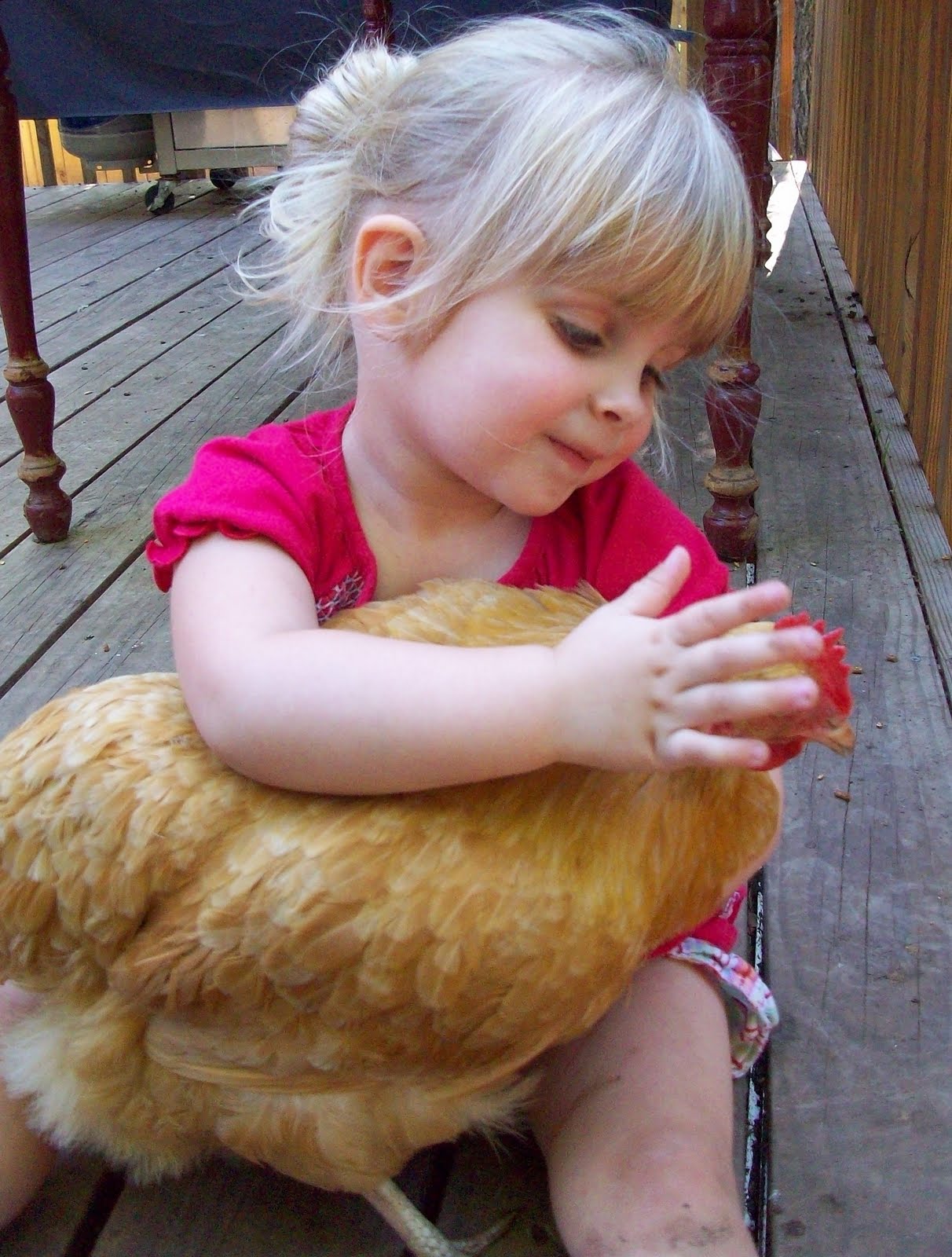 Homestead Roots: Addie loves the chickens and the chickens, suprisingly ...