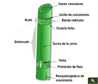 LAS PLANTAS