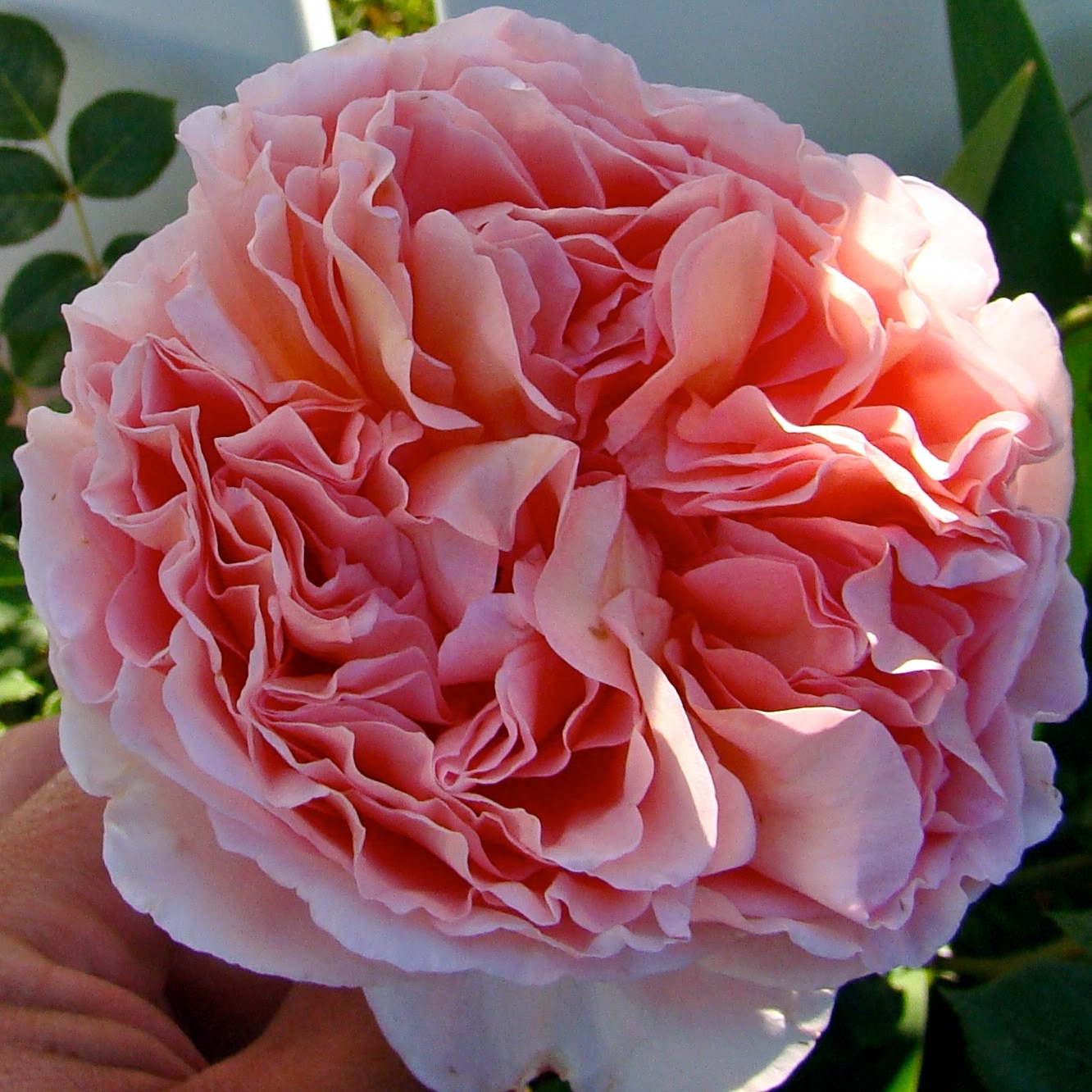 Flowers for us all: Roses