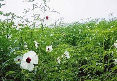 Kenaf: Advantages of Kenaf