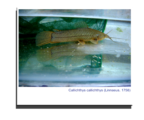 Sumergidos - Criadero Artesanal: Callichthys callichthys