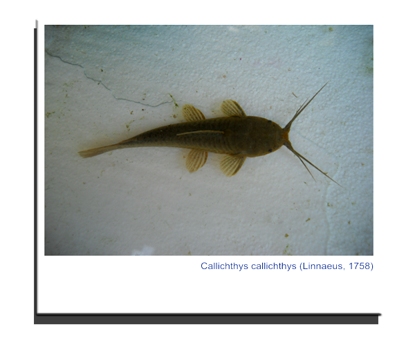 Sumergidos - Criadero Artesanal: Callichthys callichthys