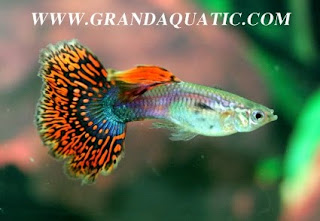 AquariumFishExport: Guppy / Aquarium Tropical Fish