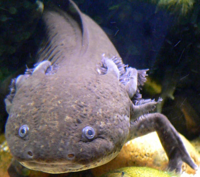 GENTLE FOOTPRINTS New Bridge House Animal Anthology 2010 OUT NOW!!!