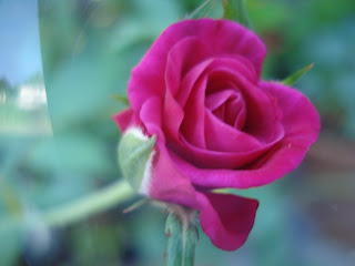 Taman Raihanah: Pokok Bunga Mawar