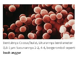 Analis Poenya Kendari: “ ISOLASI DAN IDENTIFIKASI BAKTERI ...