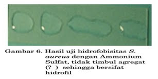 Analis Poenya Kendari: “ ISOLASI DAN IDENTIFIKASI BAKTERI ...