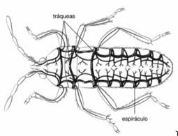 ENTOMOLOGIA FORESTAL LIZBETH: Tarea 1 - PARTES DE UN INSECTO