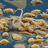 ENTOMOLOGIA FORESTAL LIZBETH: PARASITO Y PARASITOIDE (DIFERENCIA)