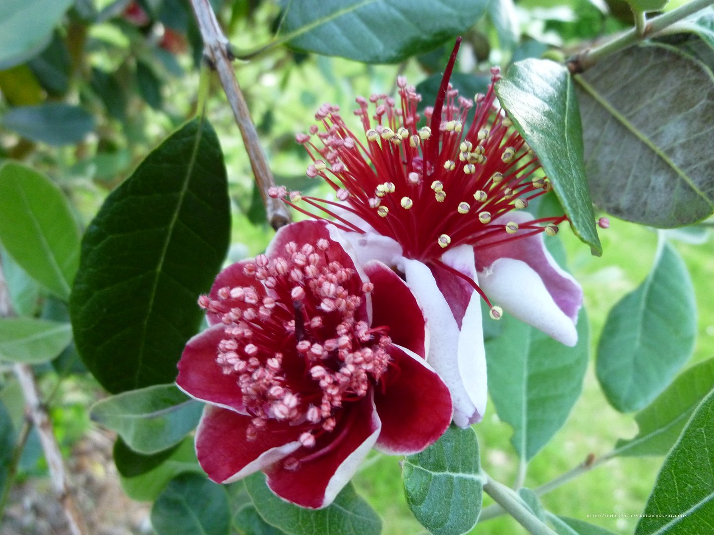 Mi espacio verde: Freixoa ( Acca sellowiana )