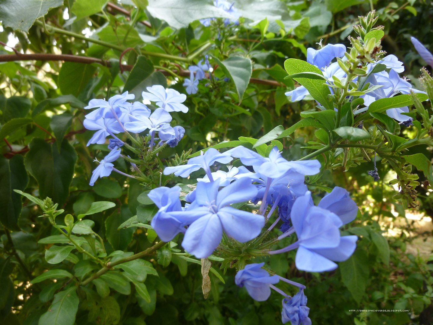 Mi espacio verde: Celestina (Plumbago auriculata)