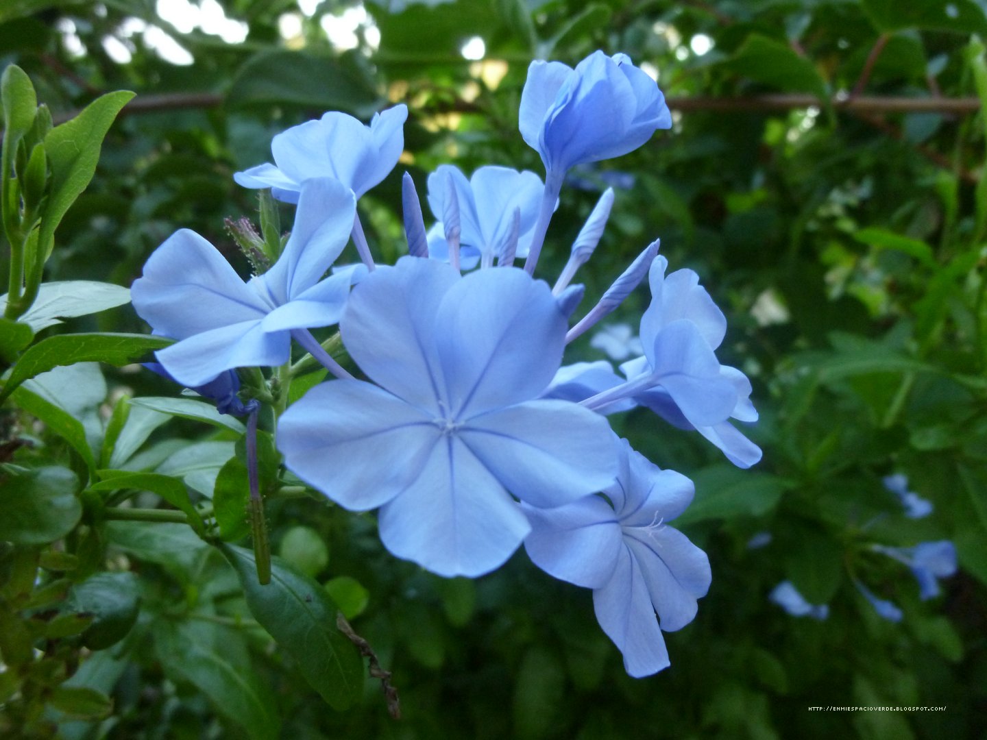 Mi espacio verde: Celestina (Plumbago auriculata)