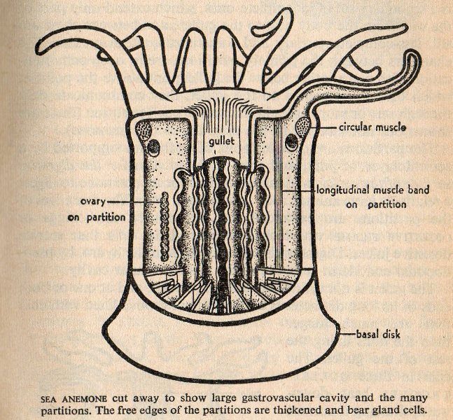 Stand and Stare: Dahlia Smith