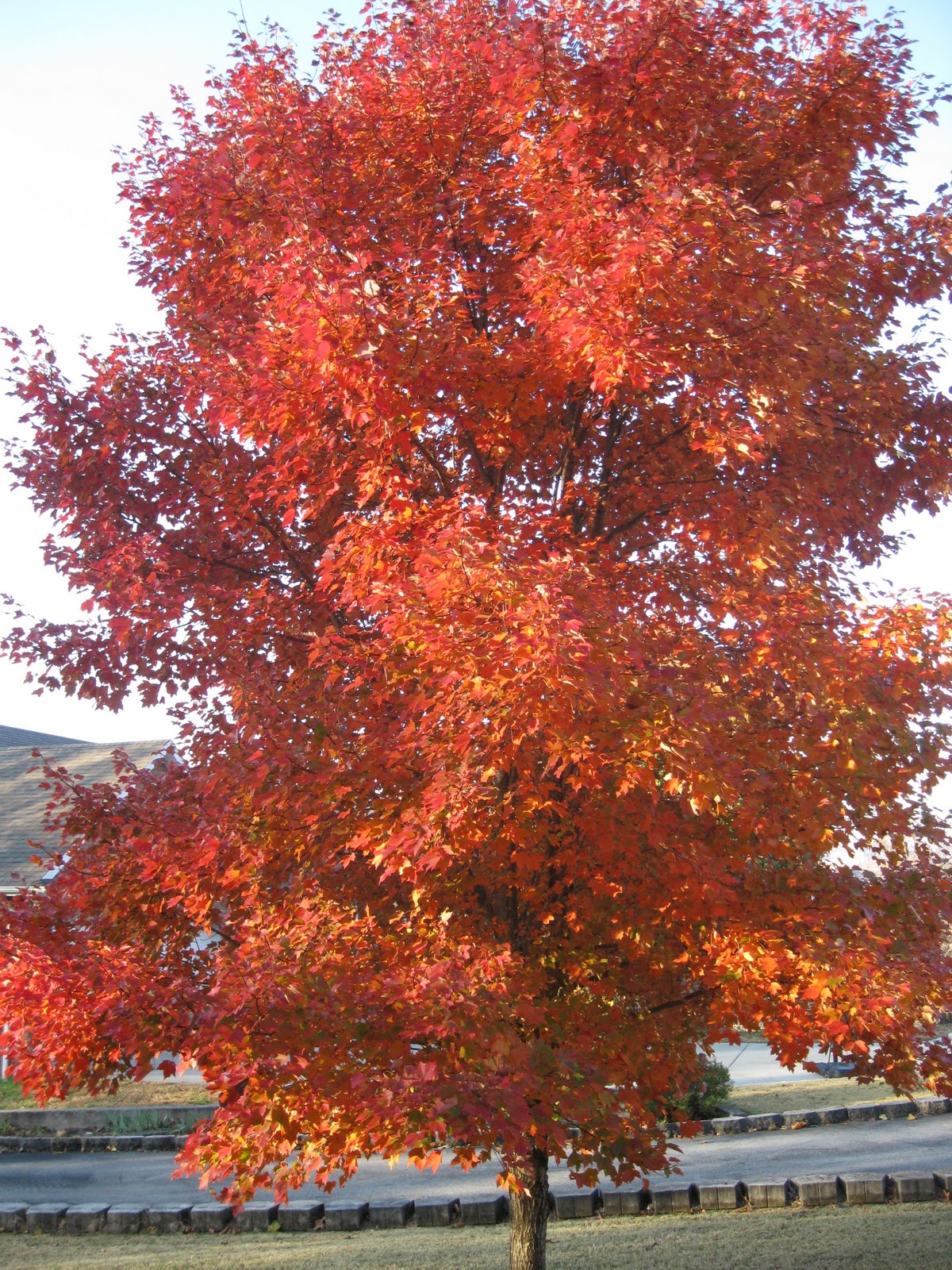 My Country Heaven Cottage: My Beautiful "ORANGE LEAF" Maple Tree
