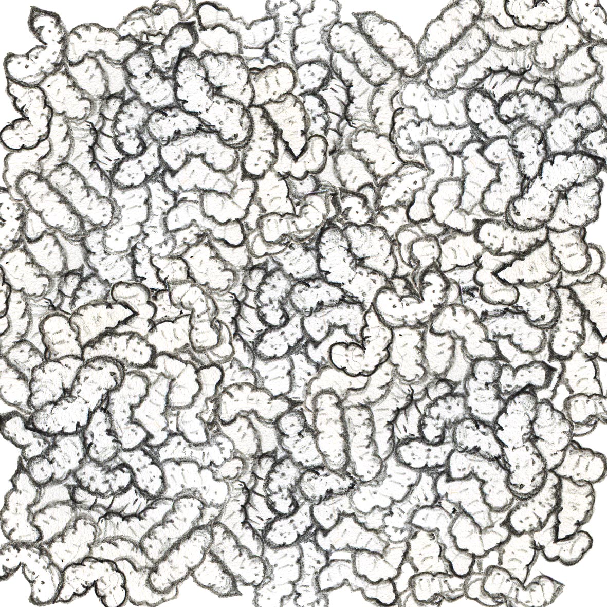 Sustainability: Maggot Drawing