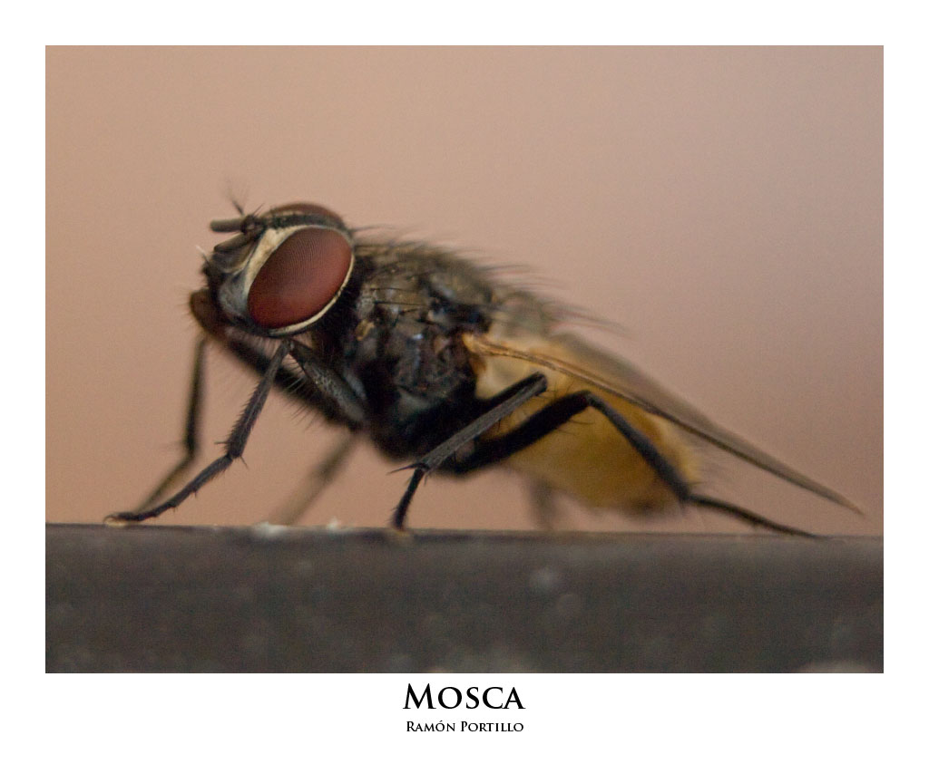 Ramón Portillo FotoBlog: Mosca - Fly