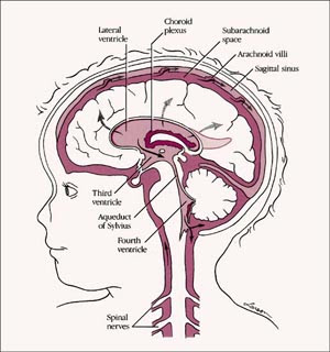 Pocket Study: Neurochirurgia e SNC