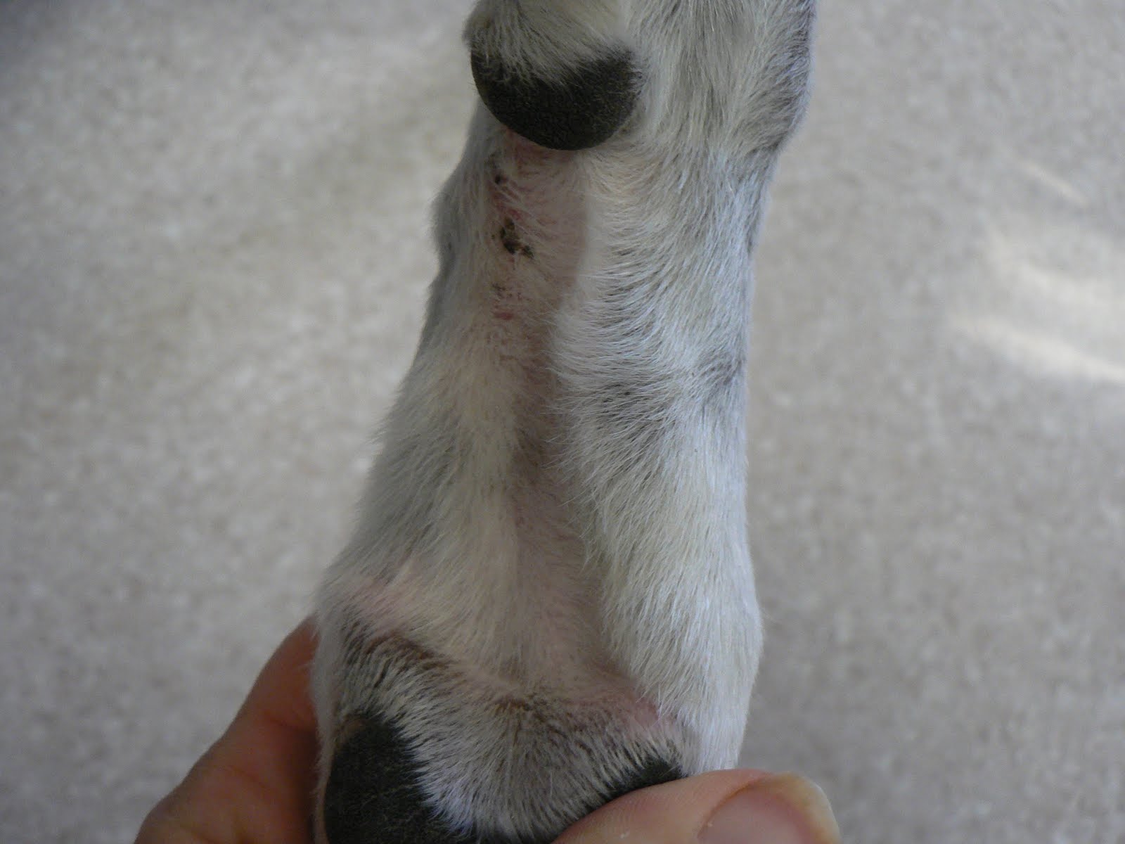 Aragon Greyhounds: Bowed Tendons