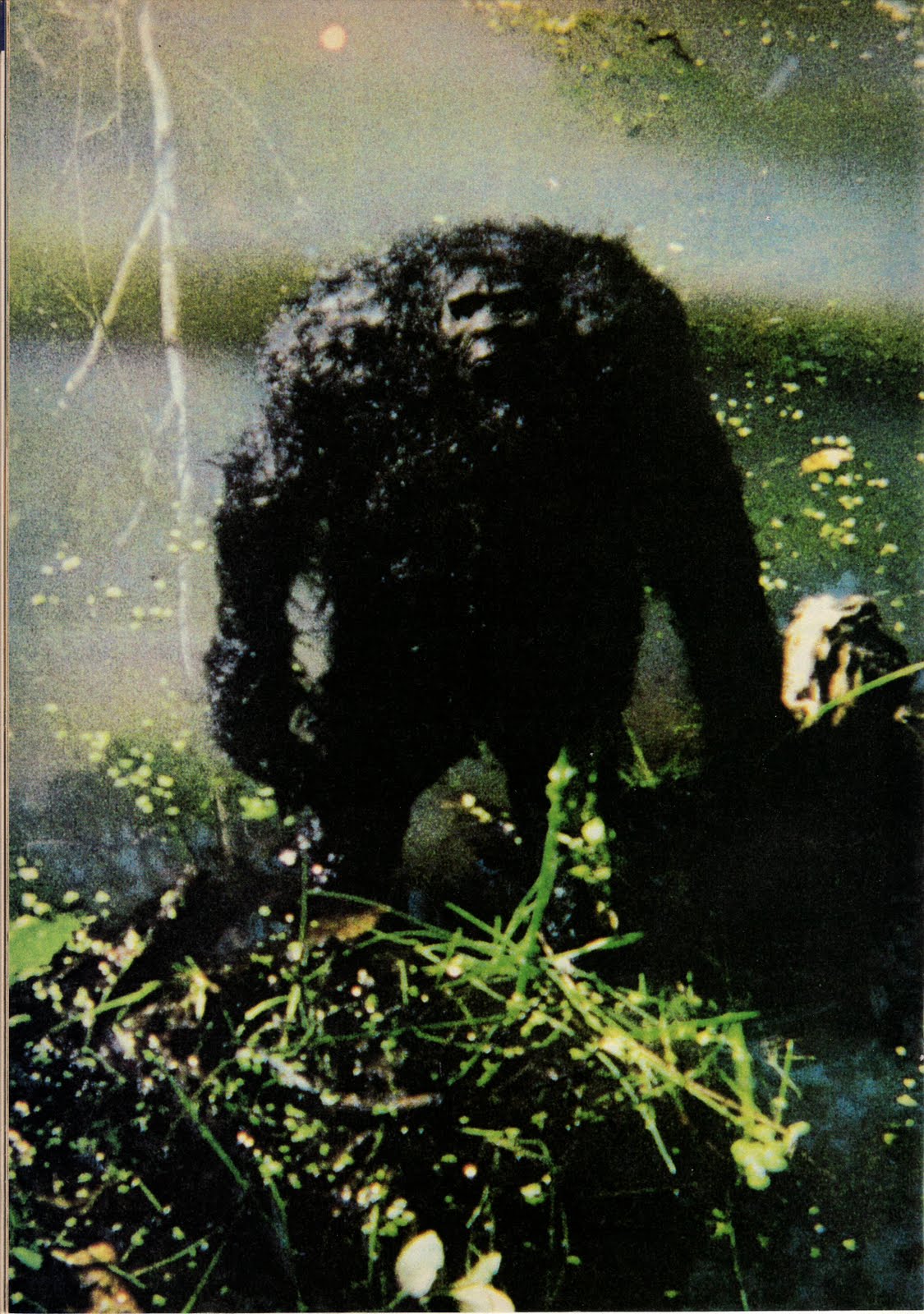 A Seasoned Taste: The North American Ape - Myth or Reality?