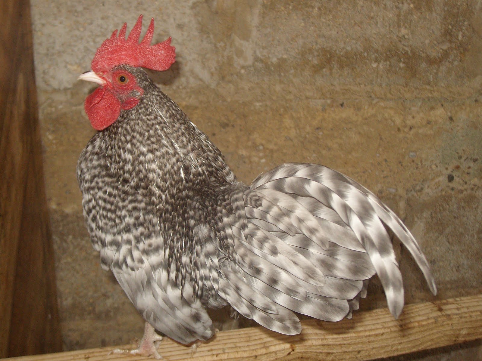 Gallos Miniatura HG: Old English Game Bantam Cucko