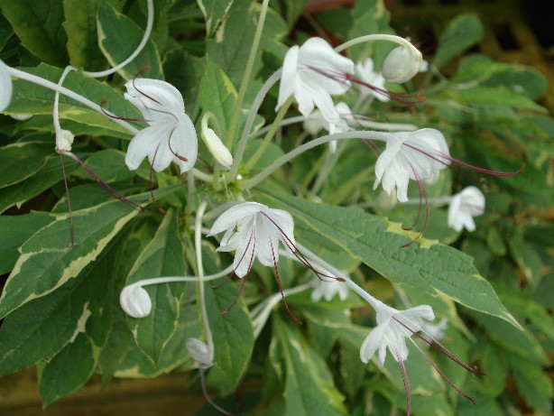 my G@Rdening frenzY: CLERODENDRUM MACROSIPHON (VARIEGATED)