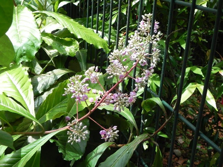 my G@Rdening frenzY: ARDISIA PYRAMIDALIS