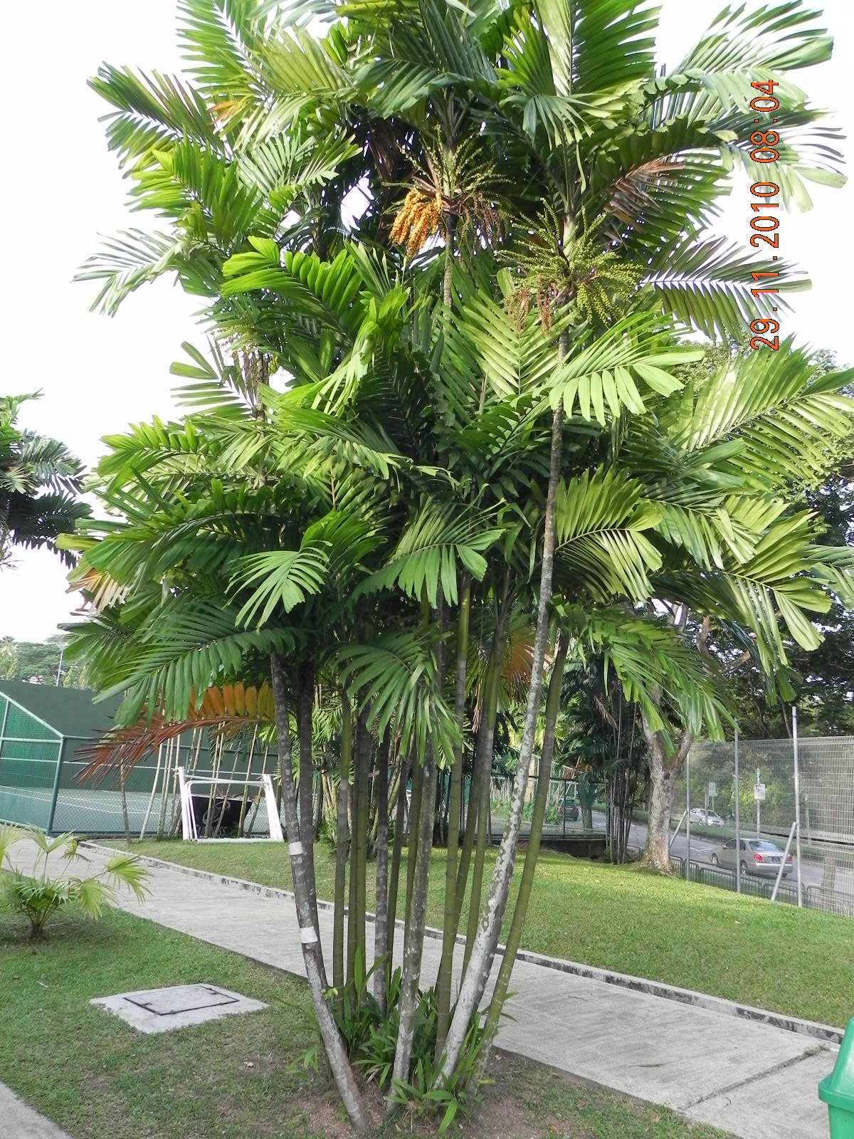 my G@Rdening frenzY: PTYCHOSPERMA MACARTHURII