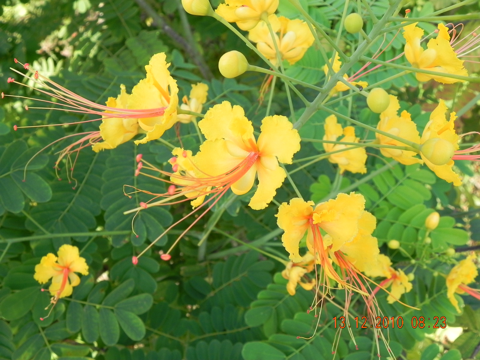 my G@Rdening frenzY: CAESALPINIA PULCHERRIMA