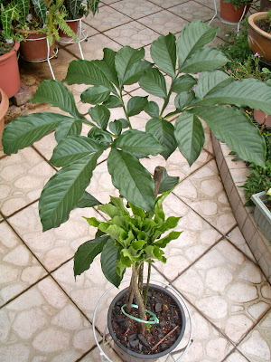 Good Morning Yesterday: The smelly flower with obscene name