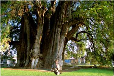 Ecoturismo México: santa maría el tule - oaxaca