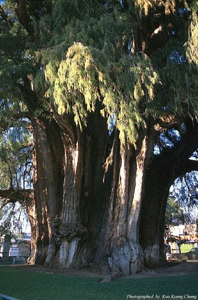 Ecoturismo en México, arte y cultura: santa maría el tule - oaxaca