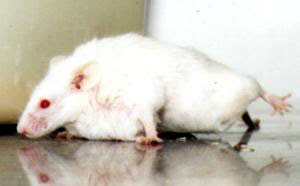 Animal Rights Advocacy:: Can Humanity Co-Exist With Vivisection?