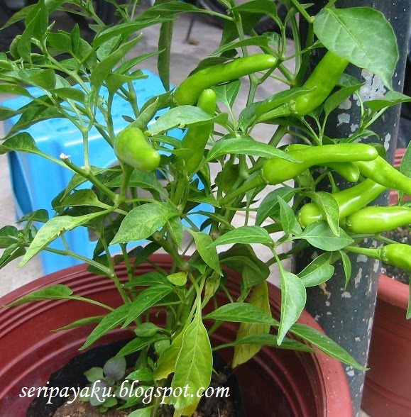 My Kuali: Pokok cili