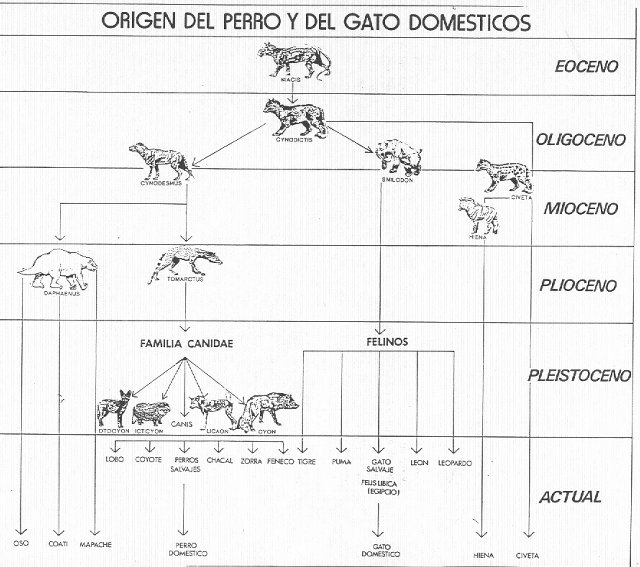 CLINICA Y ESTETICA " ANIMALA ": ORIGEN DEL PERRO