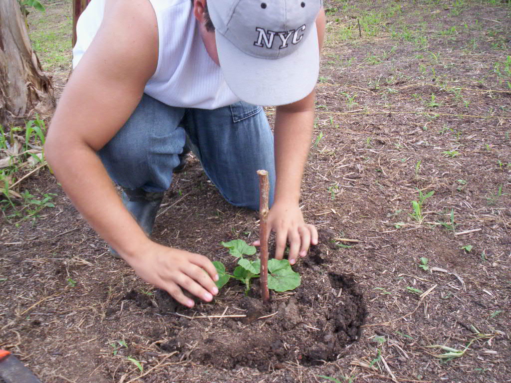 PROYECTO PRODUCTIVO ISLA BOA: APORCADO Y CRECIMIENTO DE PLANTAS