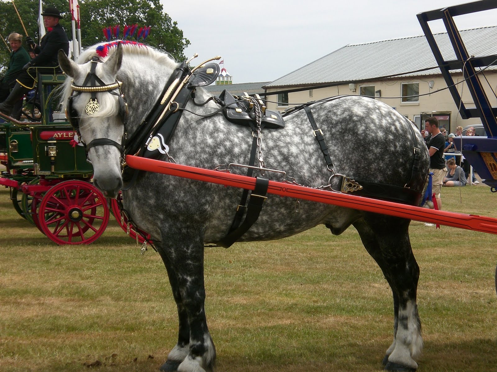 JoeyJoJo: Royal Norfolk Show
