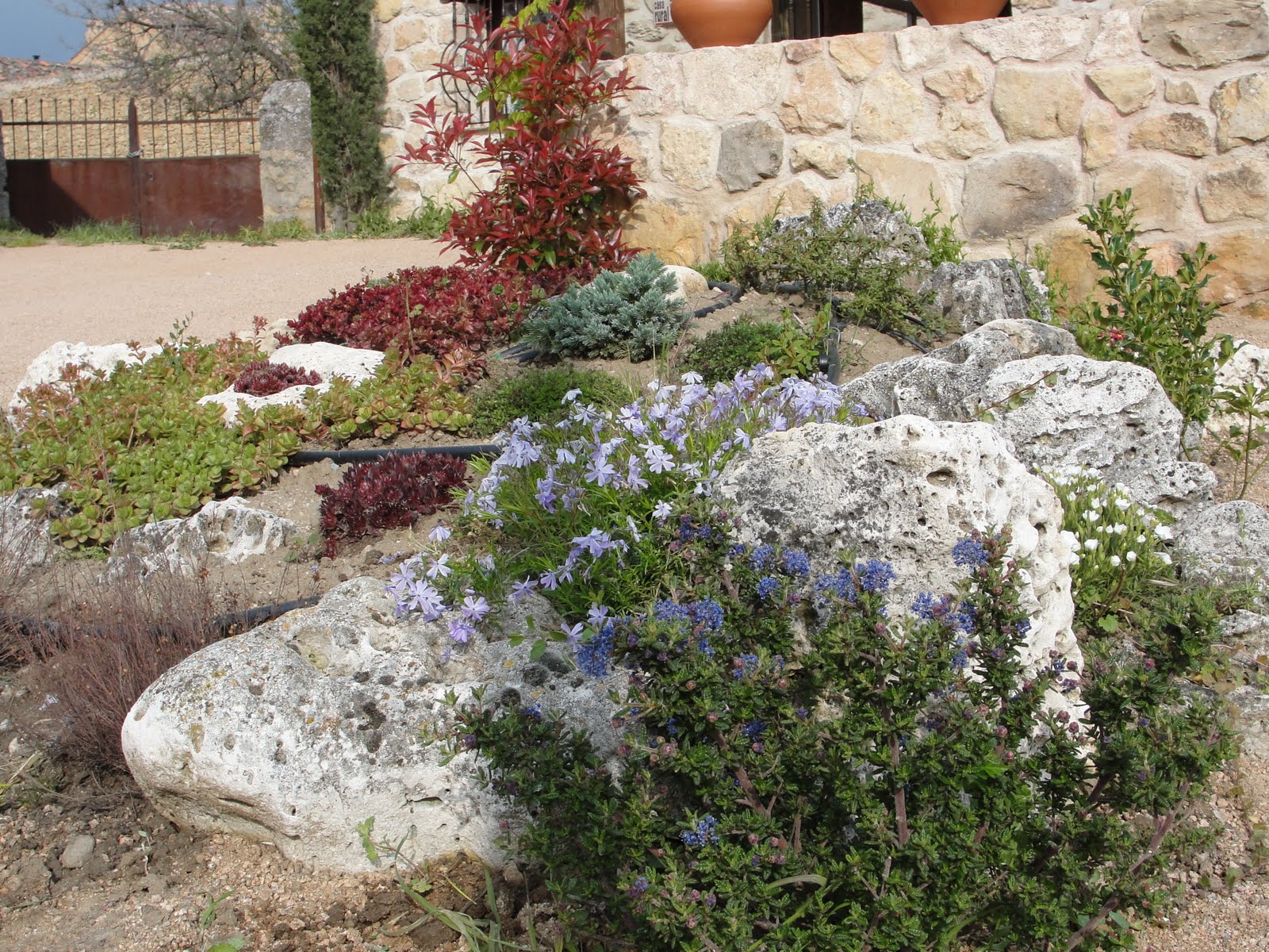 Jardinería Plantae: Rocalla