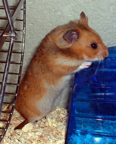 Hamsterul Tau::::::::::.............................: