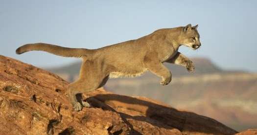 ANIMALES Y VEGETALES DE PERU: Puma - Puma concolor