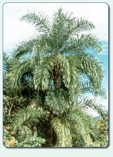 "ENSALADA DE CHONTA" | LAS MEJORES RECETAS DE LA COMIDA PERUANA E ...