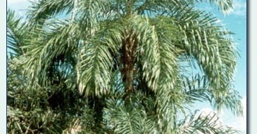 PLAAN : CHONTA - Bactris gasipaes