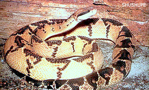 PLAAN : SHUSHUPE - Lachesis muta