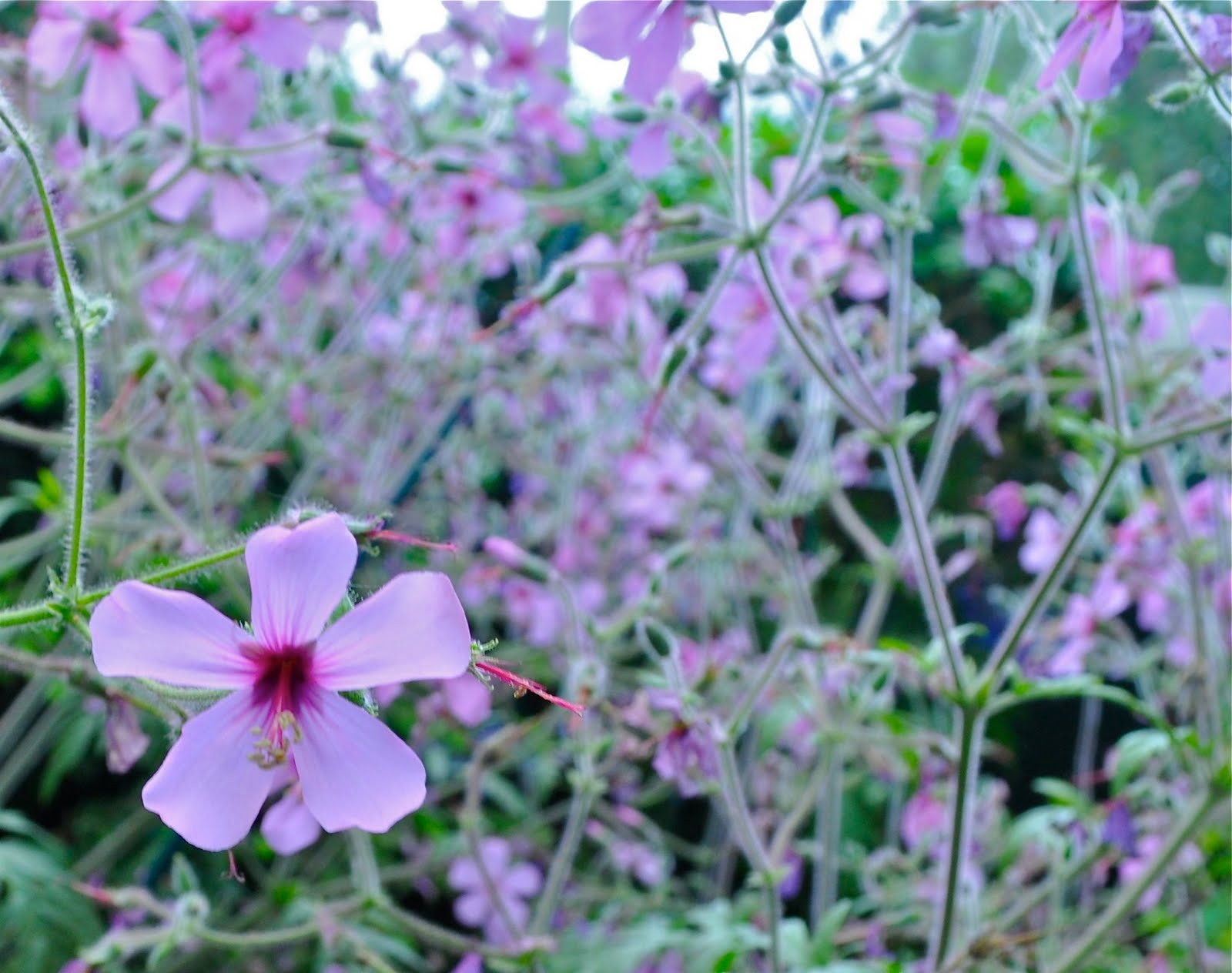 Wit's End: Emily Dickinson and The Language of Flowers