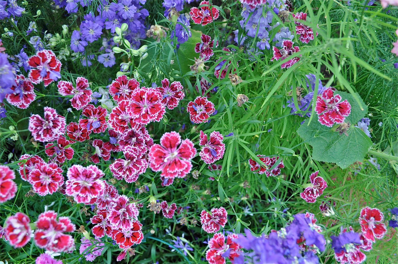 Wit's End: Emily Dickinson and The Language of Flowers